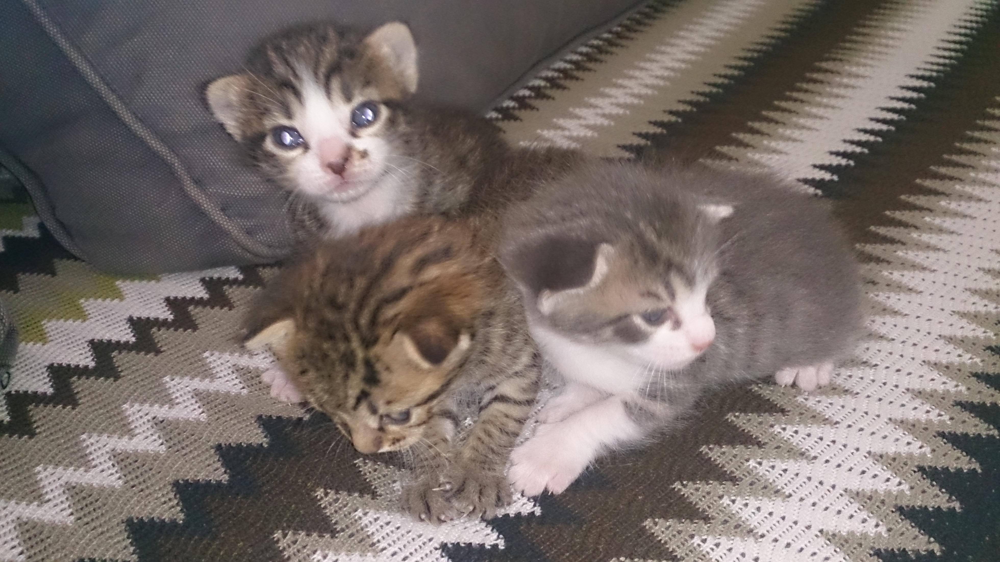 Adorables chatons tigrés